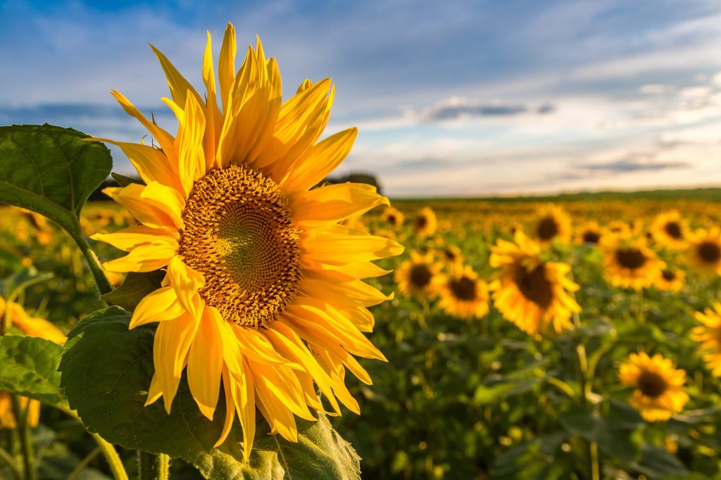 Bedeutung Von Sonnenblumen